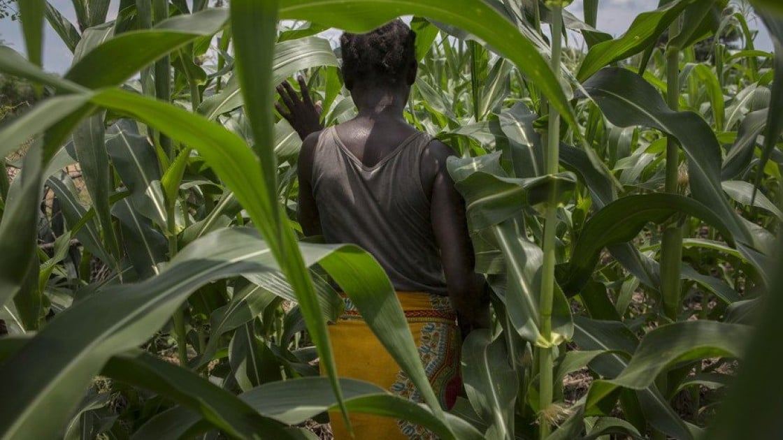 Conservation agriculture projects harvest rewards in Malawi | Concern ...