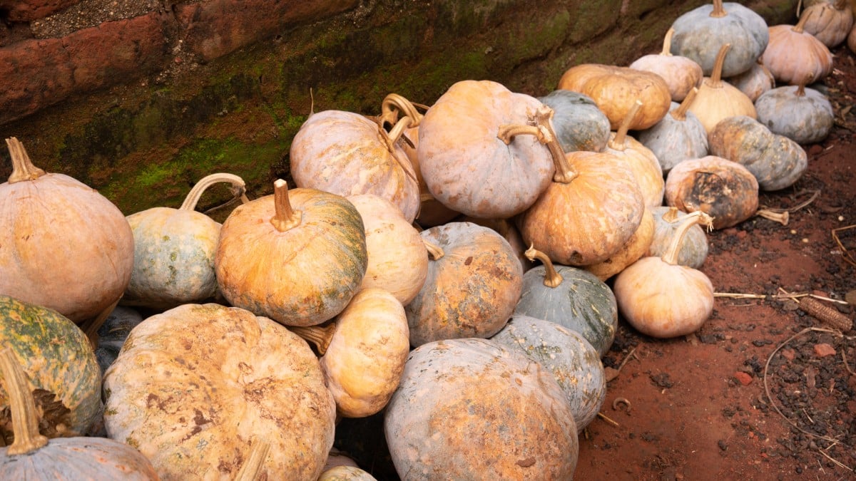 Winter cropping in Malawi: Sustaining the livelihoods of farmers ...