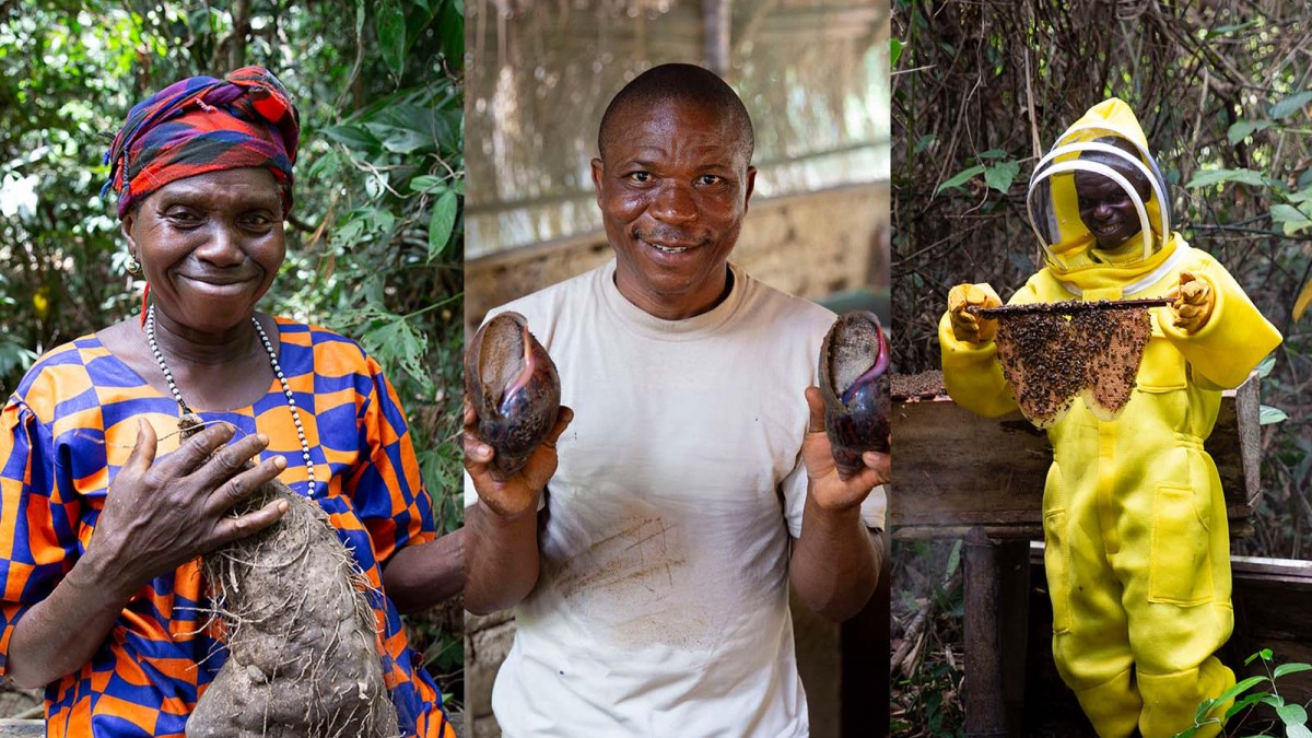 How honey bees and foot-long snails are combatting food insecurity in ...